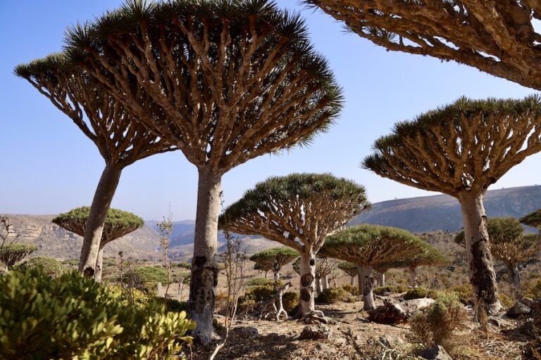 Qué visitar, ver y hacer en Socotra (Yemen). - ANDORREANDO POR EL MUNDO